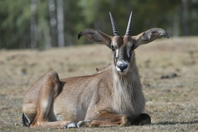 Scientists are bringing back 'Jurassic Park-like' blue antelope ...