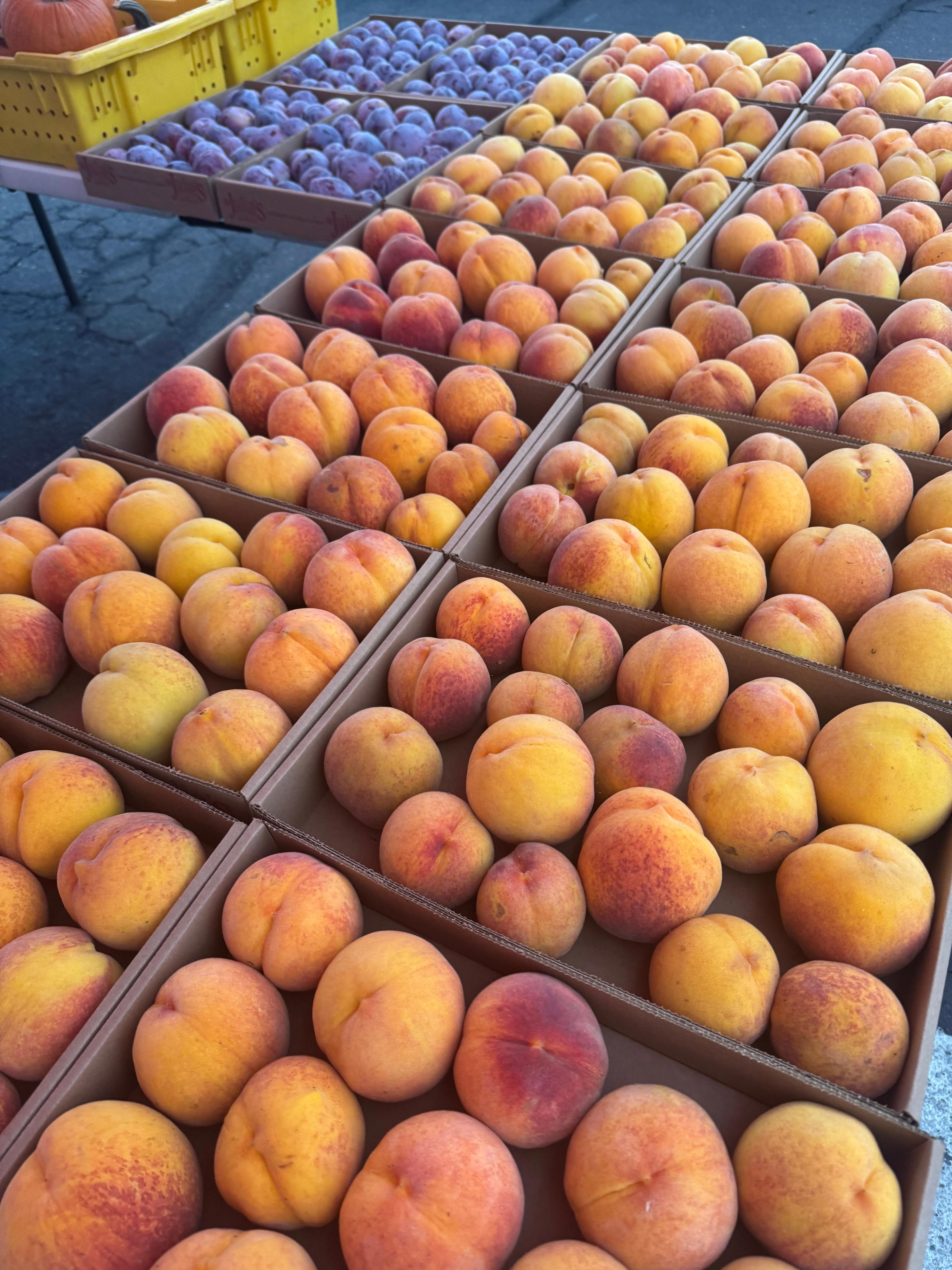 CalFresh scam targets seniors in Shasta County