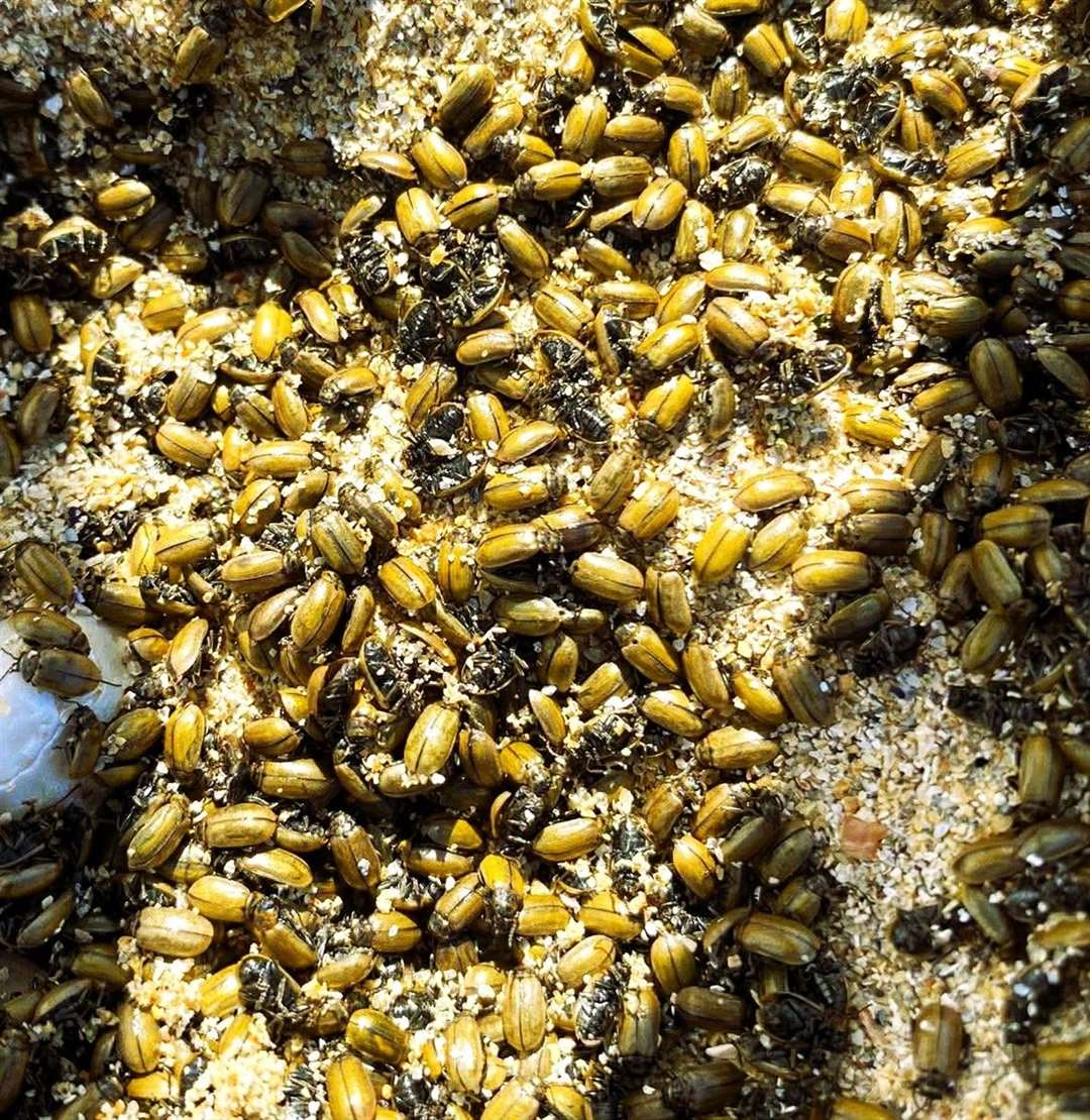Beetle invasion blankets beaches with billions of dead insects