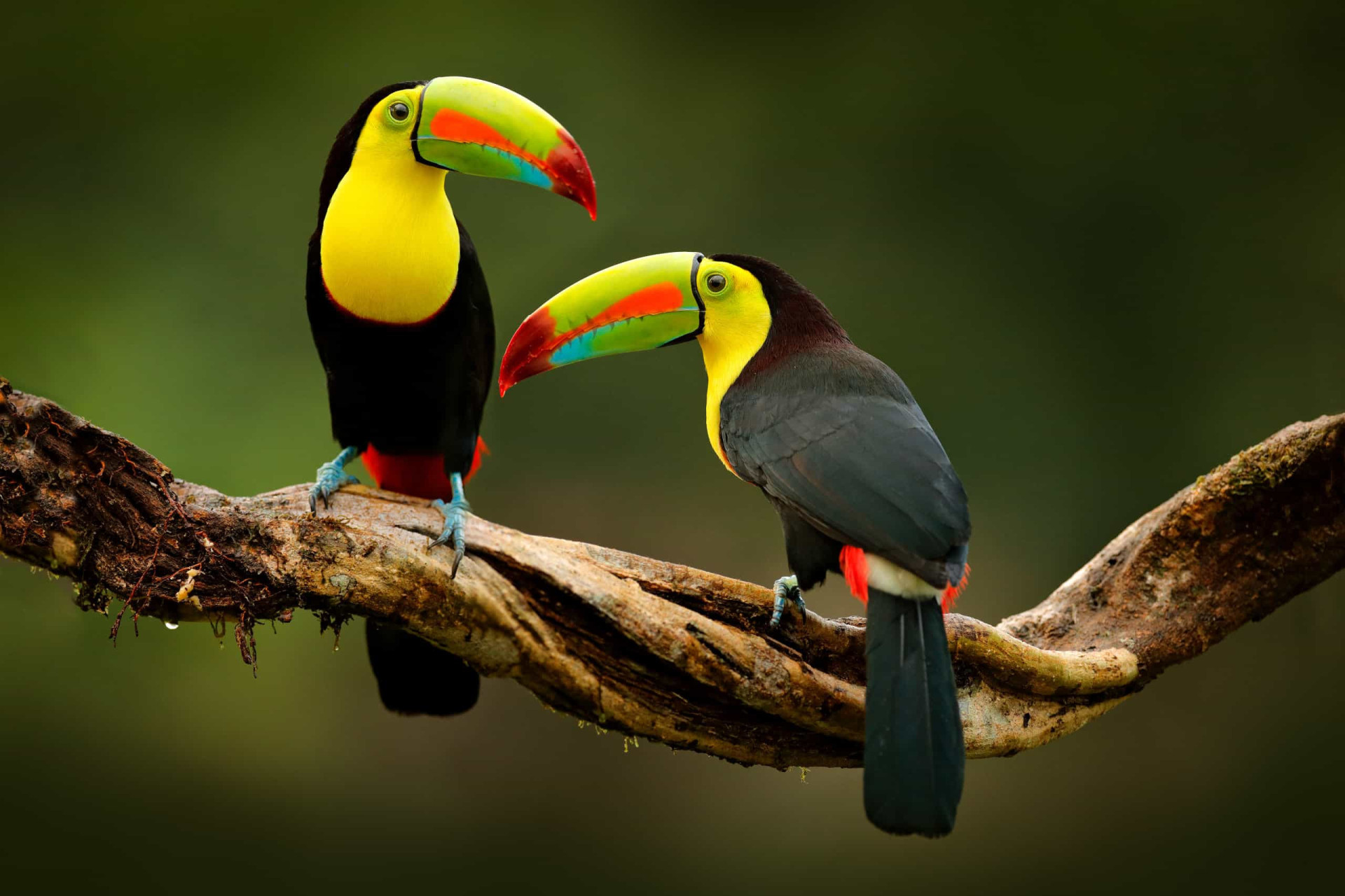 Resplendent rain forest residents