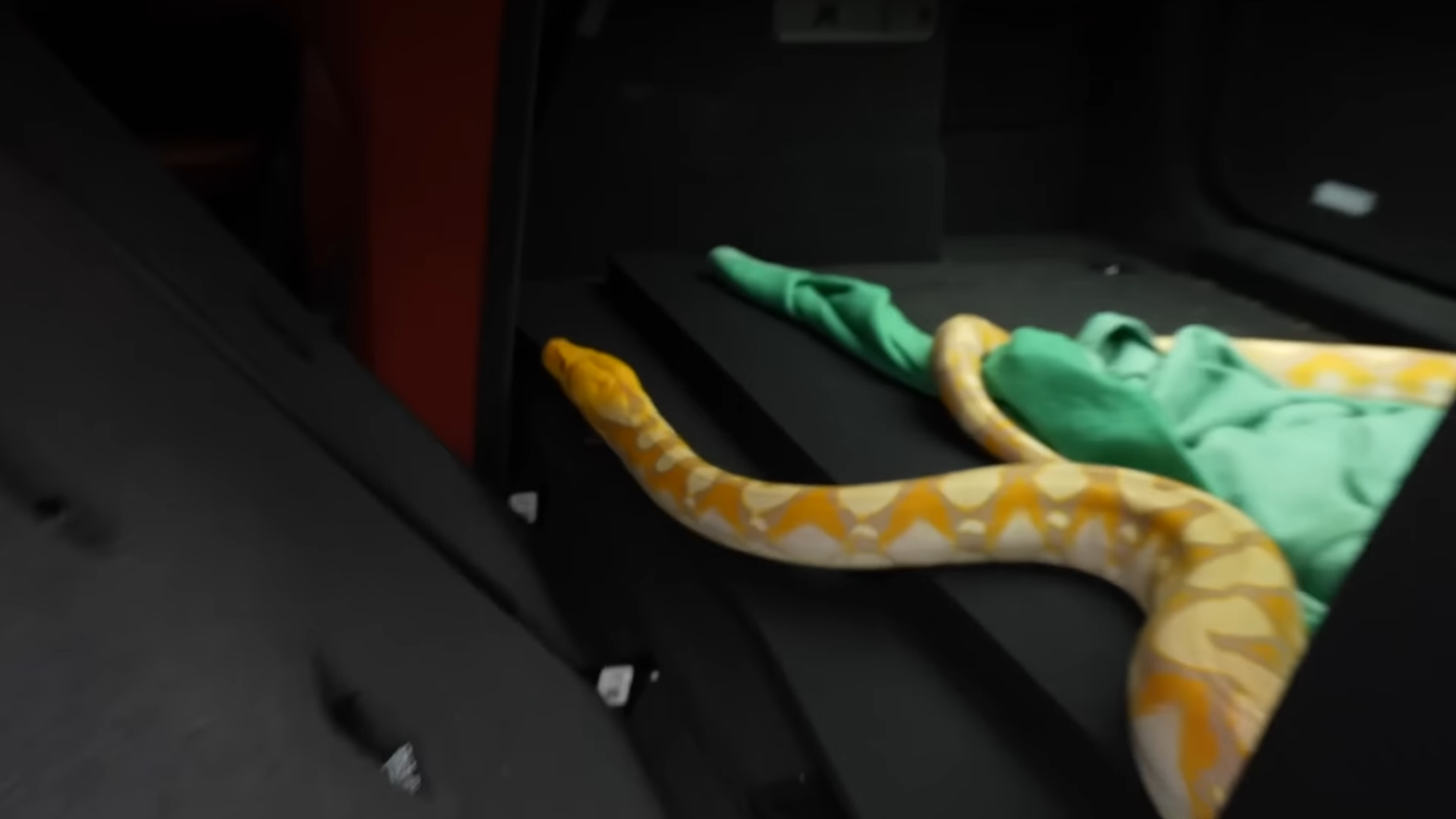 The panic spread after an unwelcome passenger appeared out of the trunk
