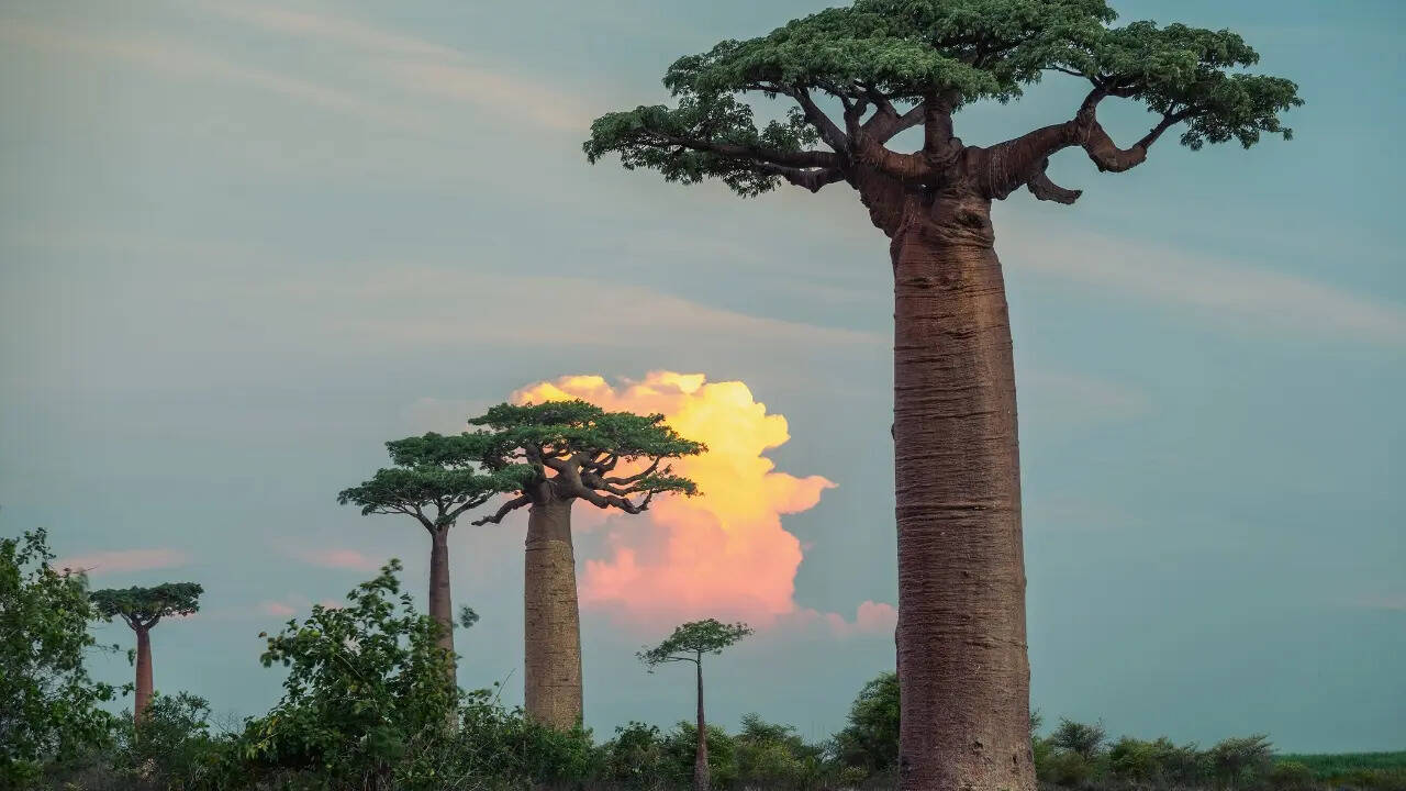 10 strangest trees in the world and where travellers can find them