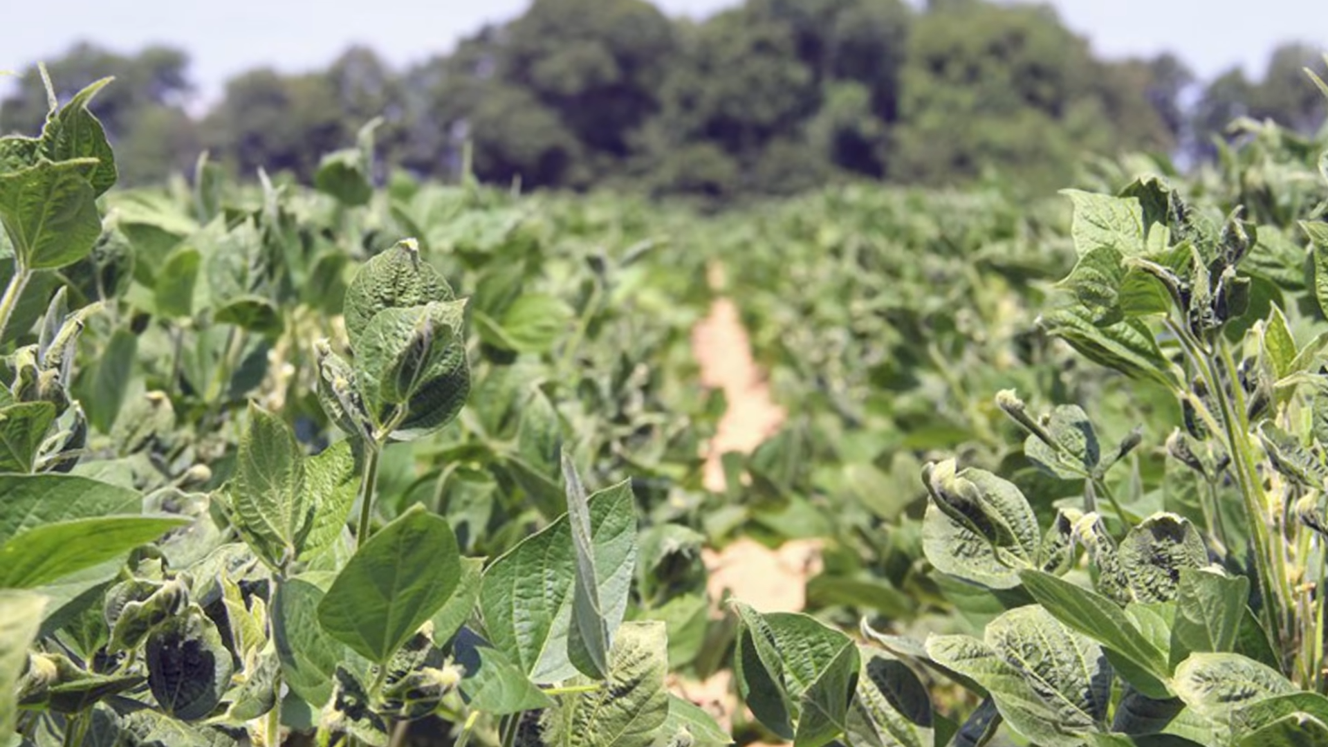 How one seed contract let a company police America’s farms