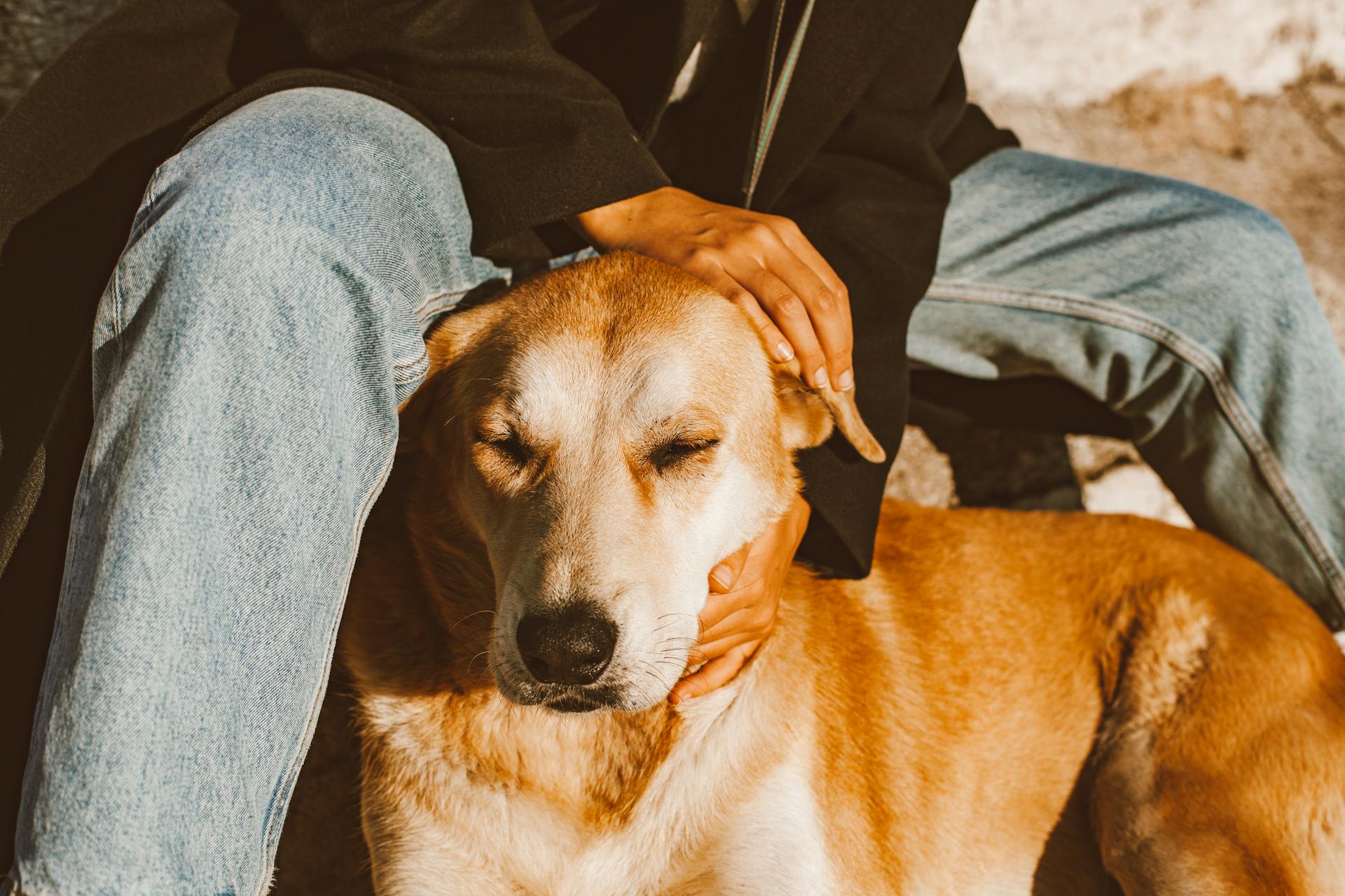 Si no puedes evitar acariciar a un perro cuando lo ves, la psicología ...