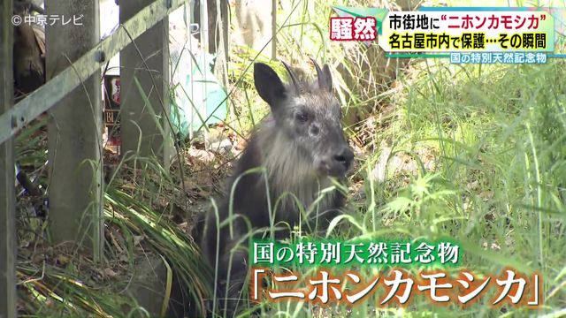 名古屋の市街地に“ニホンカモシカ” 保護する瞬間をカメラが捉える