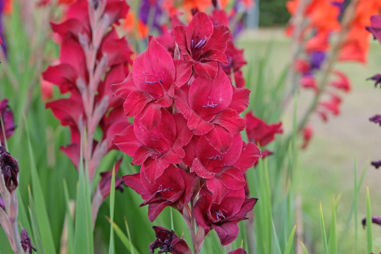 How to grow gladioli in May for a bold late-summer display: 5 secrets ...