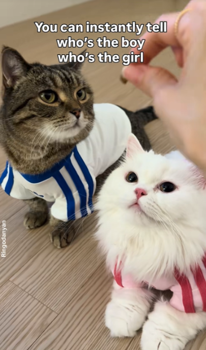 The difference is obvious funny cat reaction you can’t miss!