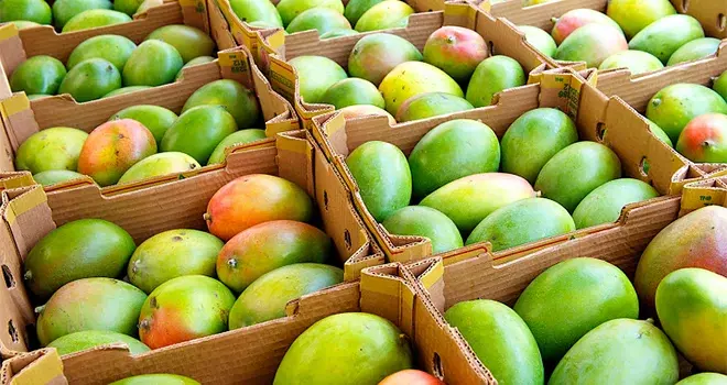 Morocco imports record 21,900 tons of mangoes and guavas in 2025