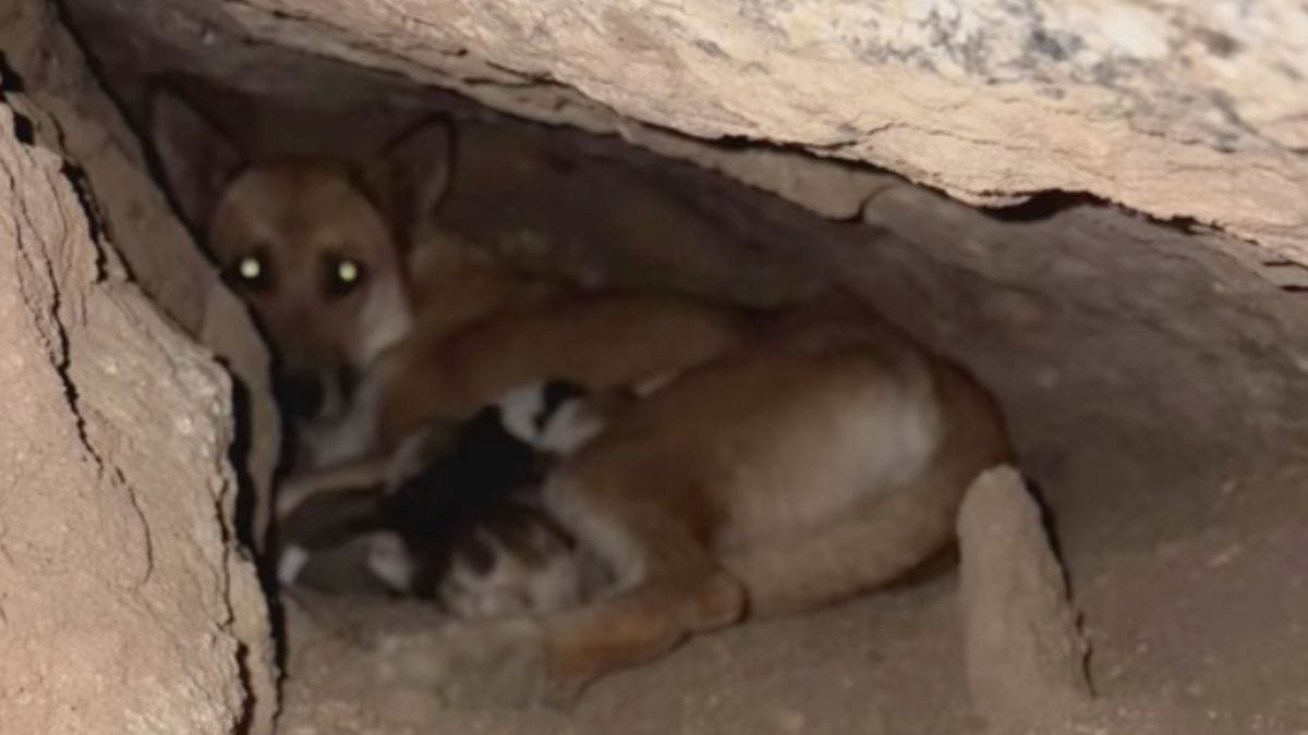 Stray dog shelters her new family underground, unaware a flood warning ...