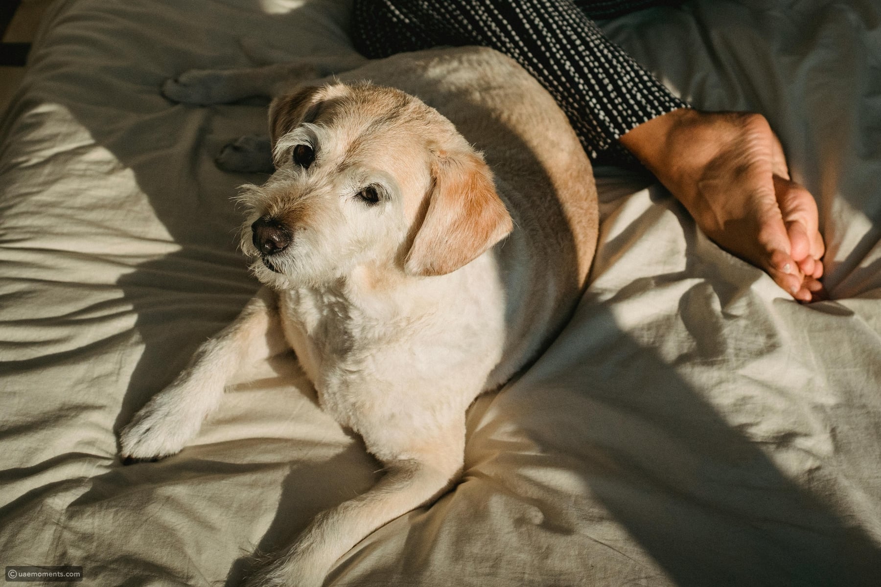13 things you do every day that your dog interprets as rejection