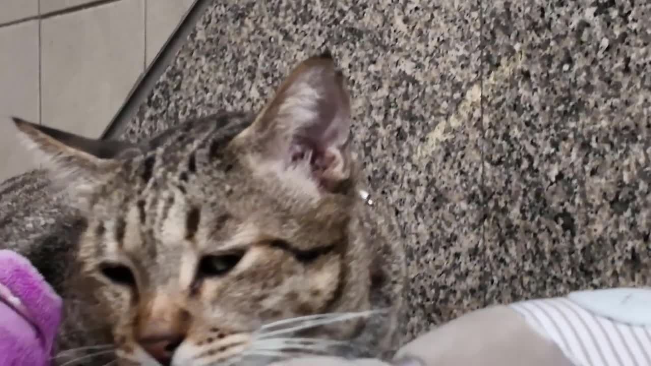 Stray cat becomes a star after setting up home inside subway station