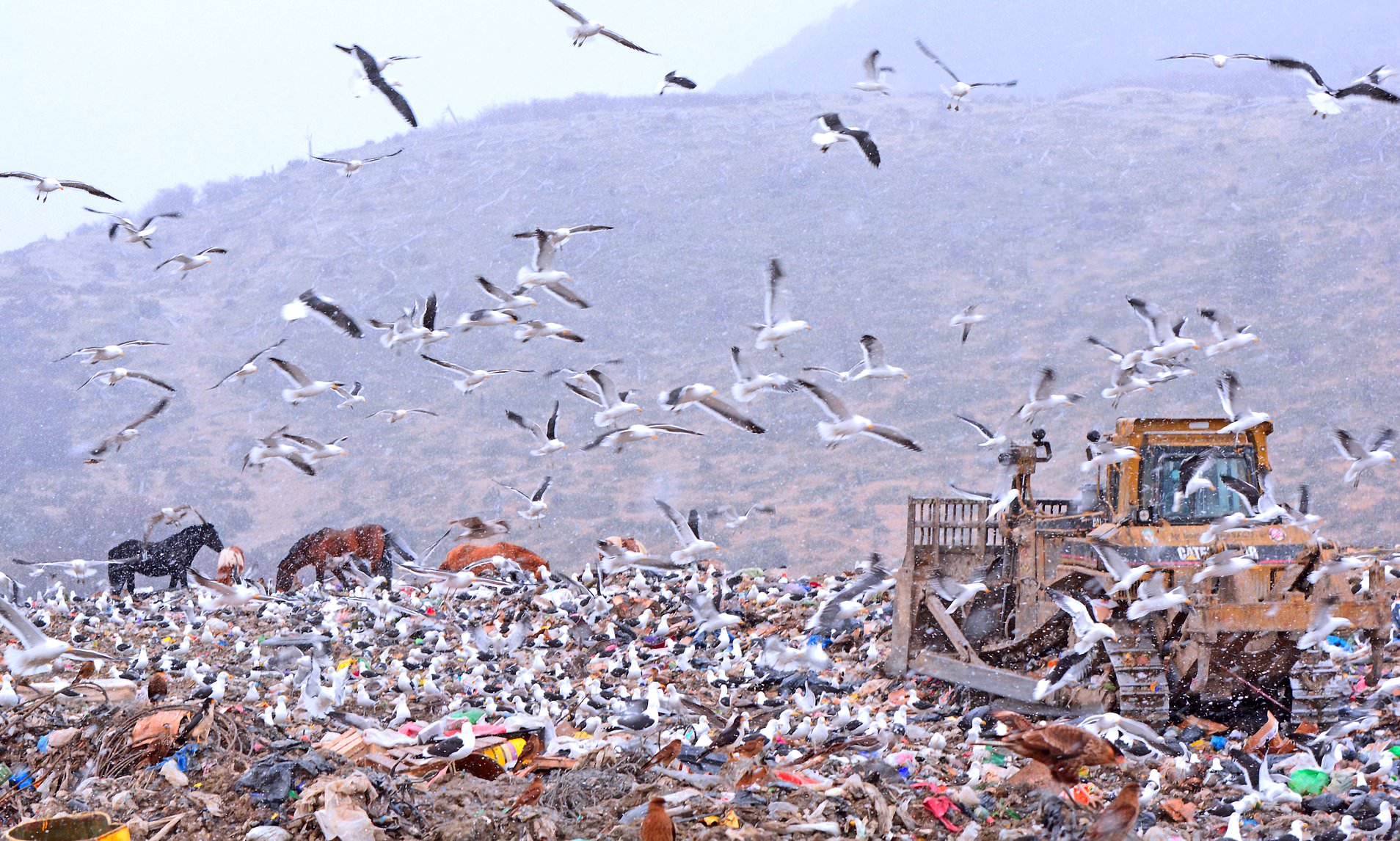 Hantavirus 'ground zero': The seagull plagued rubbish tip that is an ...
