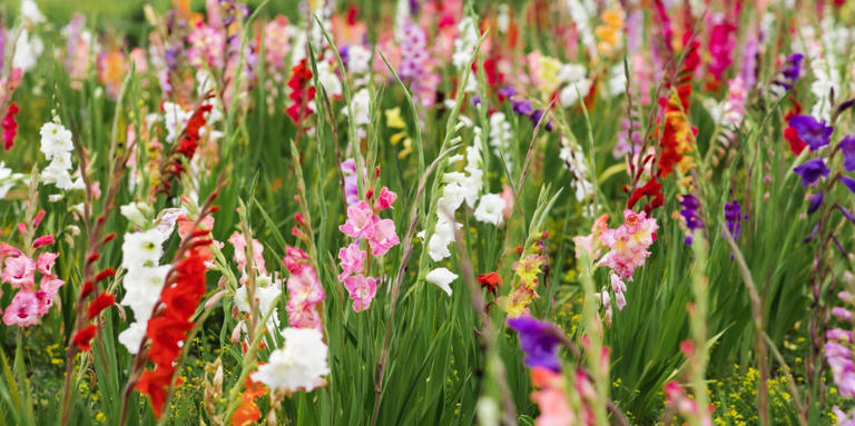 How to grow gladioli in May for a bold late-summer display: 5 secrets ...