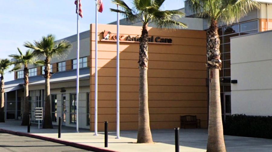 Woman mauled by dog at OC animal shelter awarded $450K