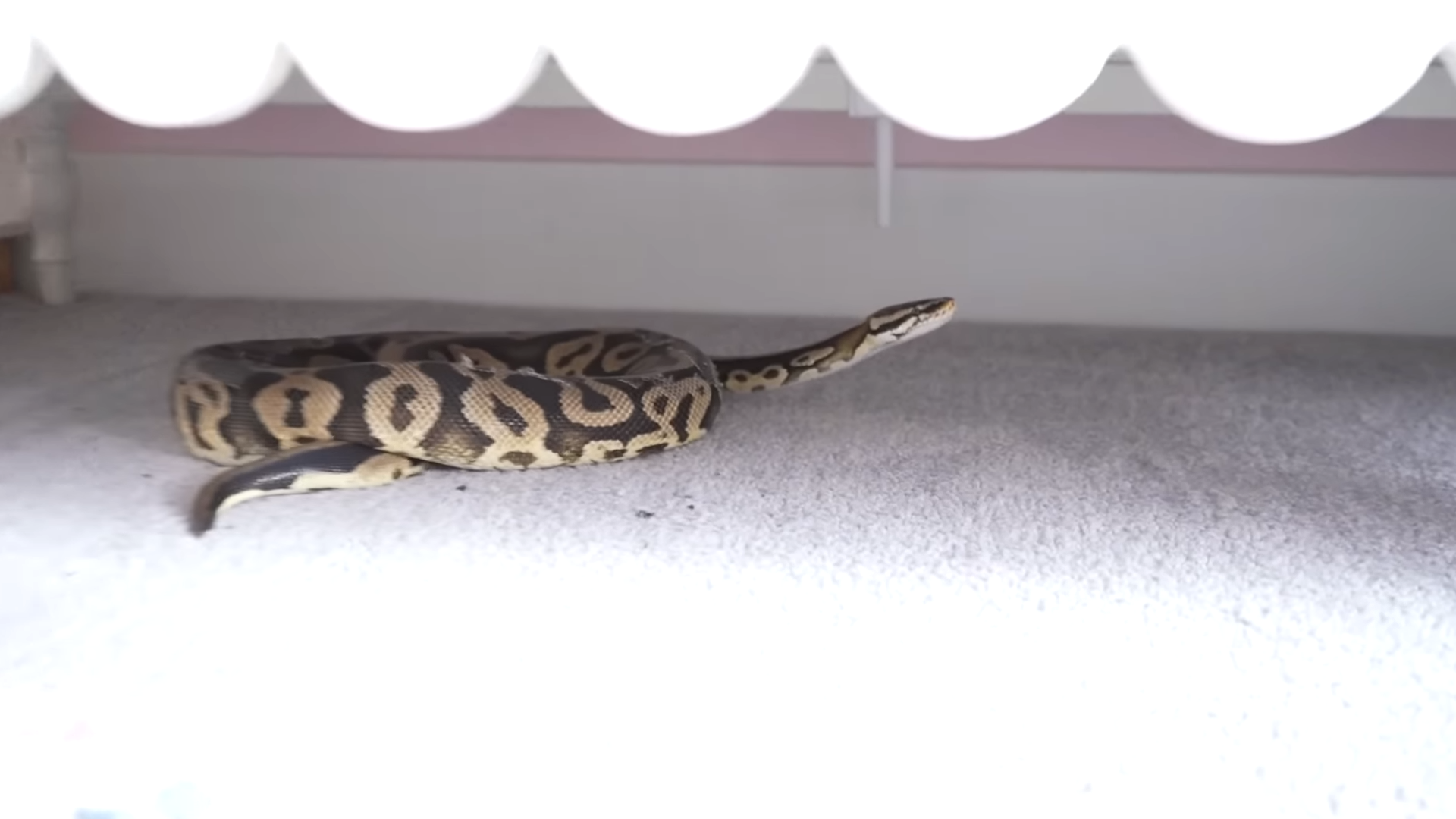 A baby’s room became the scene of a frightening snake discovery