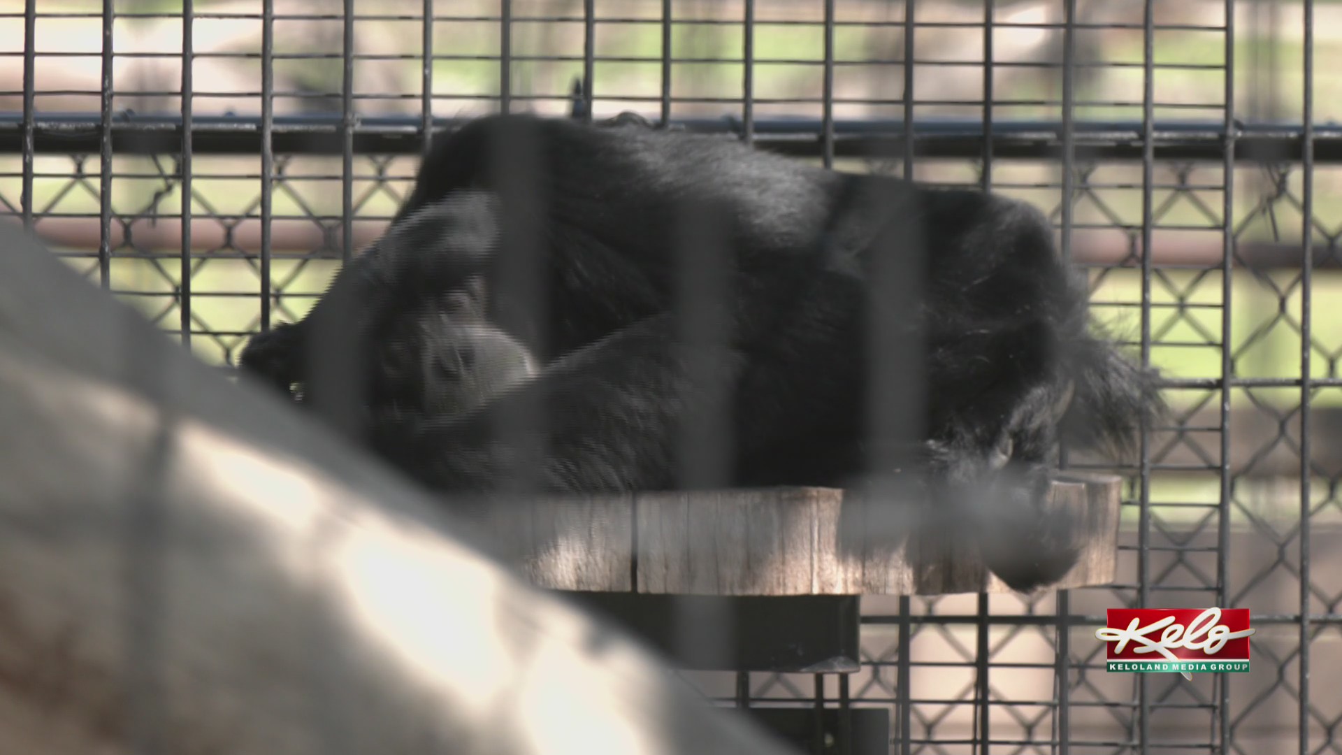 Bramble Park Zoo works to regain AZA accreditation