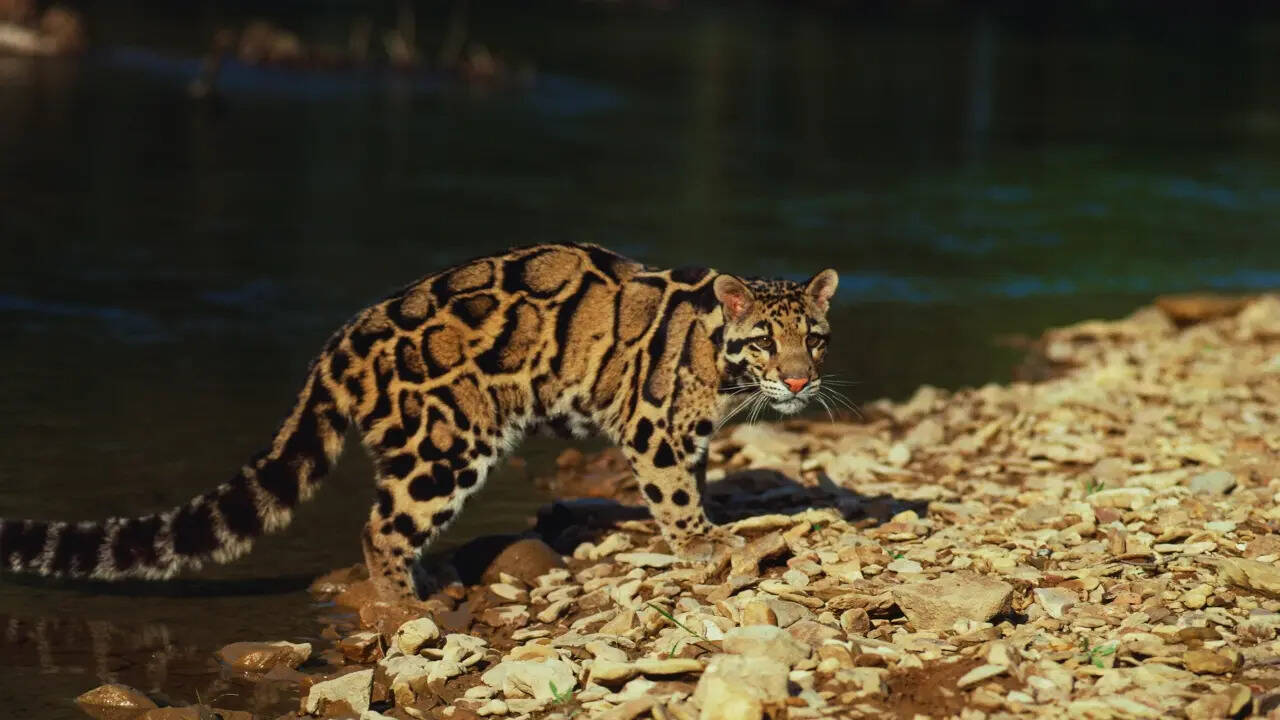 Rarest cats in India and where to find them – they're not tigers or ...