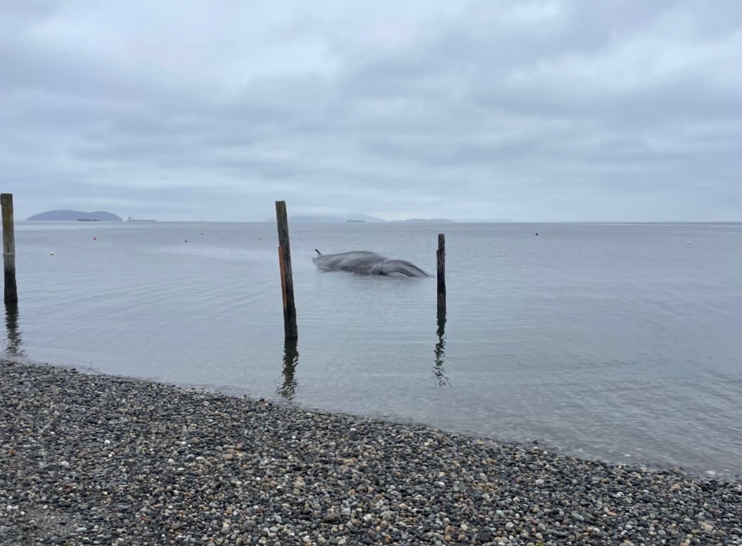 40-ton fin whale dies after getting stranded near Bellingham