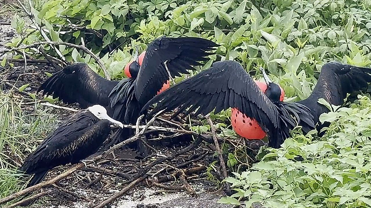Male frigatebirds try to impress extremely bored female