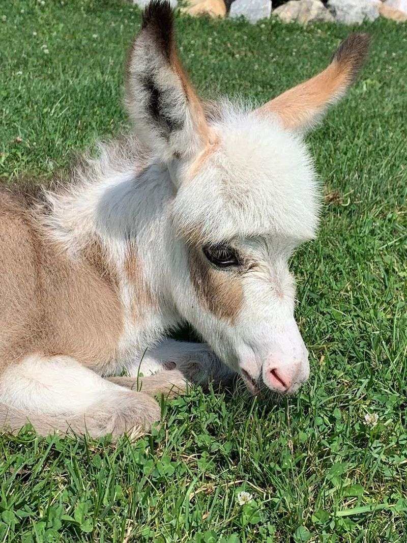 There’s a farm in Ohio where you can pet an alpaca and feed a capybara