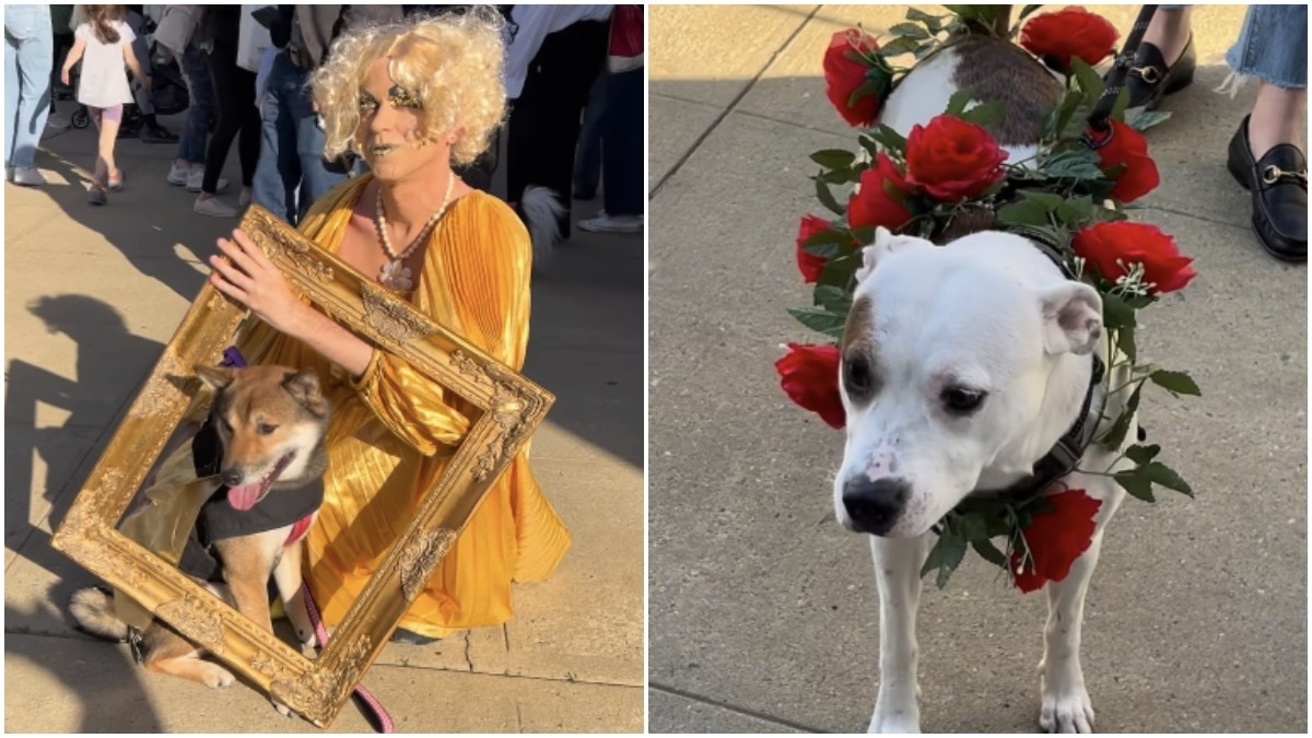 Dogs in gowns, cats in pearls, this pet gala is the internet's new ...