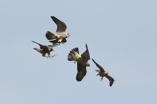 Chance to see peregrine falcons as Yorkshire Dales viewing point returns