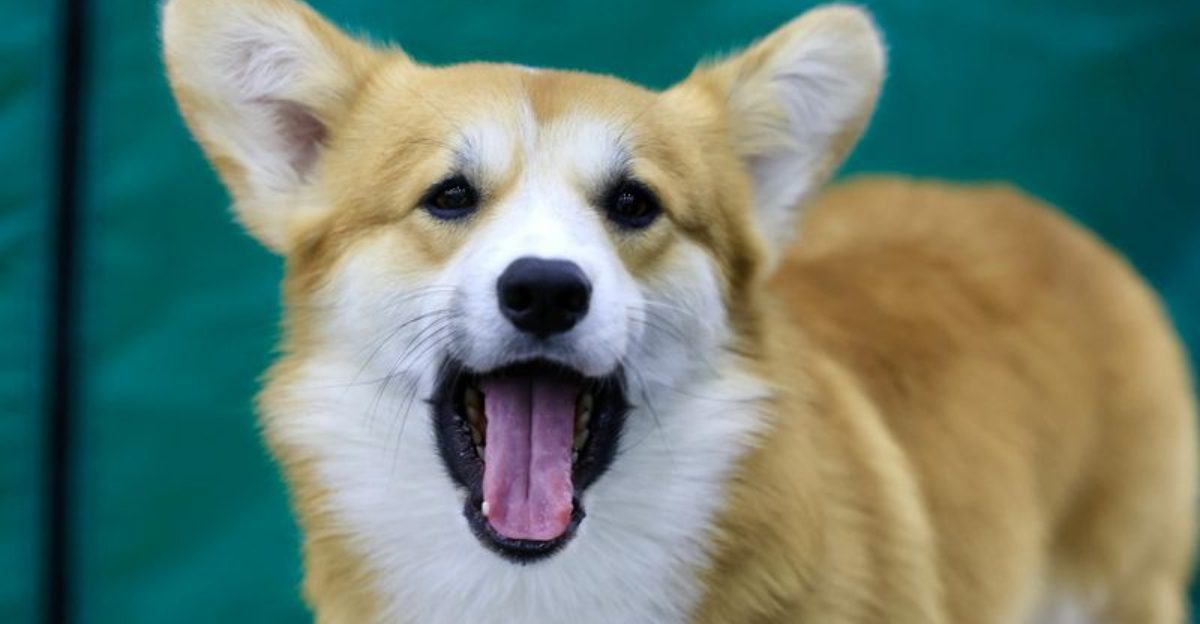 10 dogs with endless puppy energy that make them impossible not to love