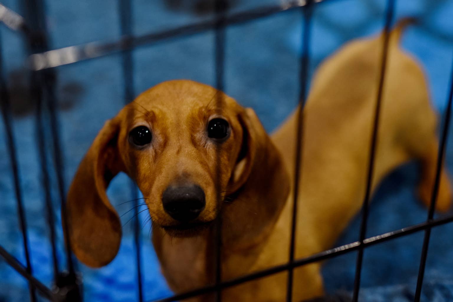 Bruno the dachshund mix overcomes fear after being surrendered due to ...