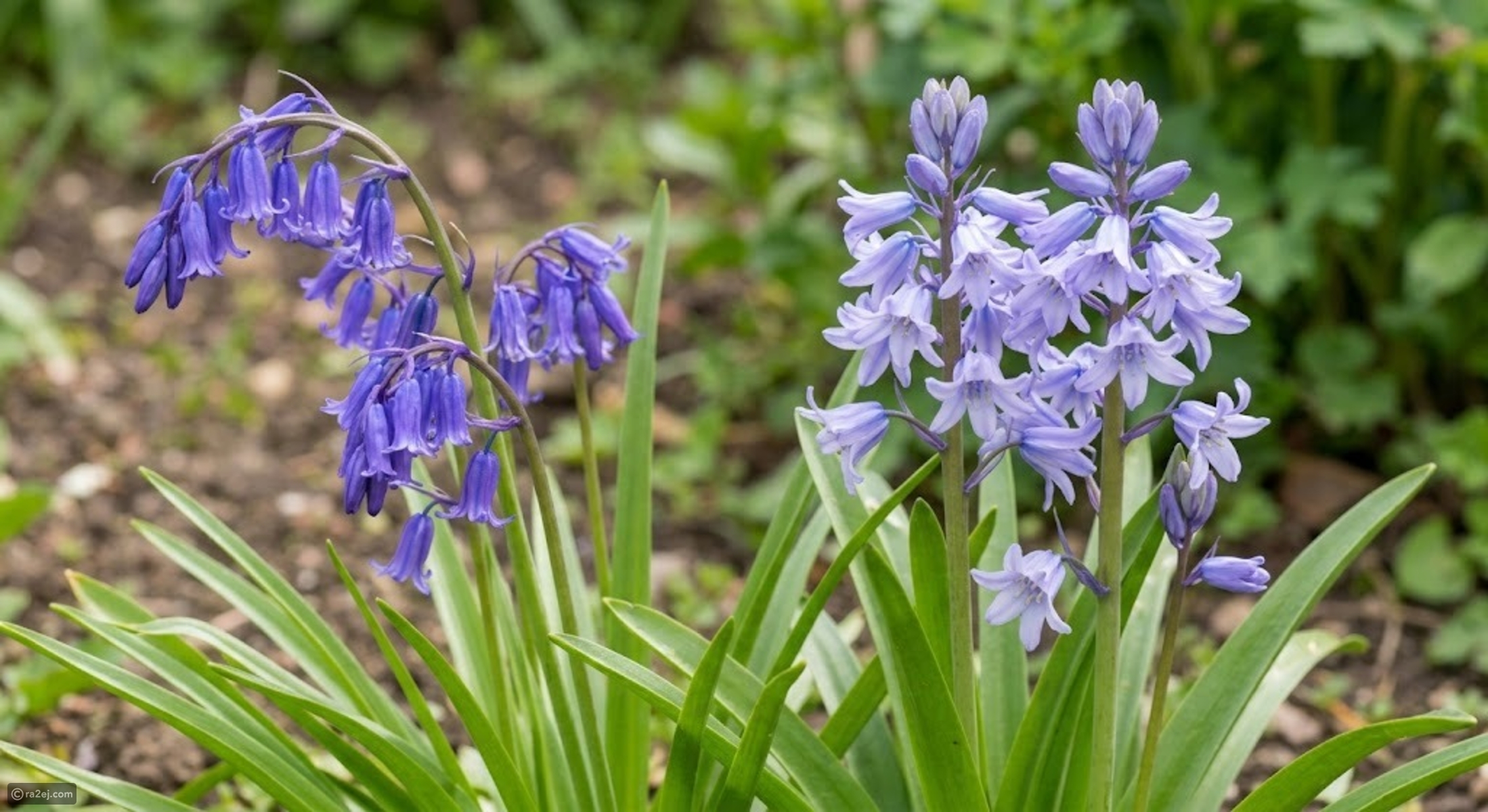 Urgent warning to anyone with bluebells in their garden