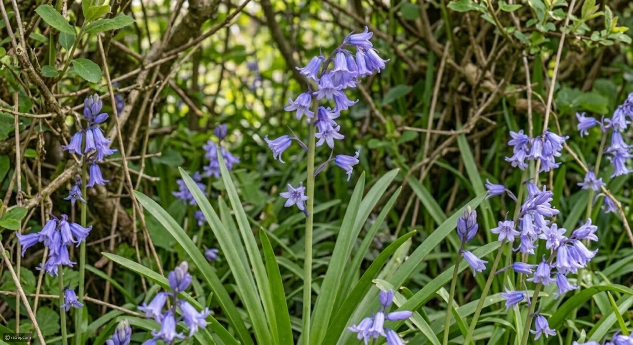 Urgent warning to anyone with bluebells in their garden