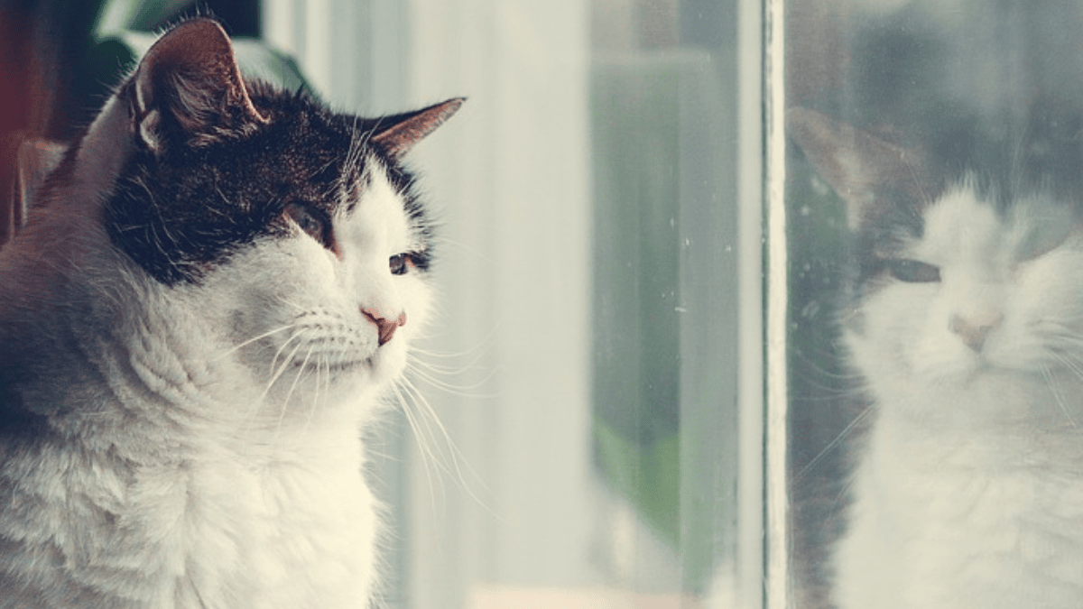 This is what your cat thinks the moment you leave the house, according ...