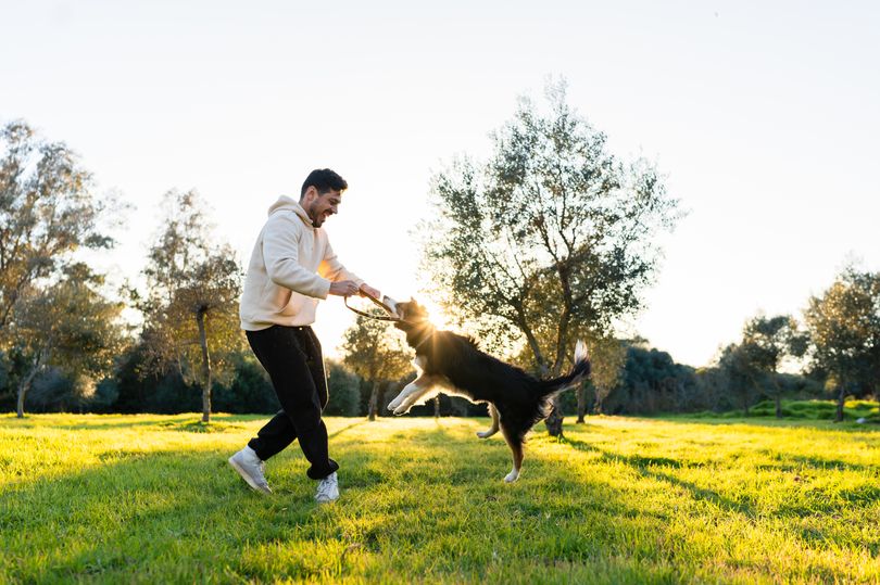 Vet warns dog owners popular toy may cause 'irreversible' dental damage