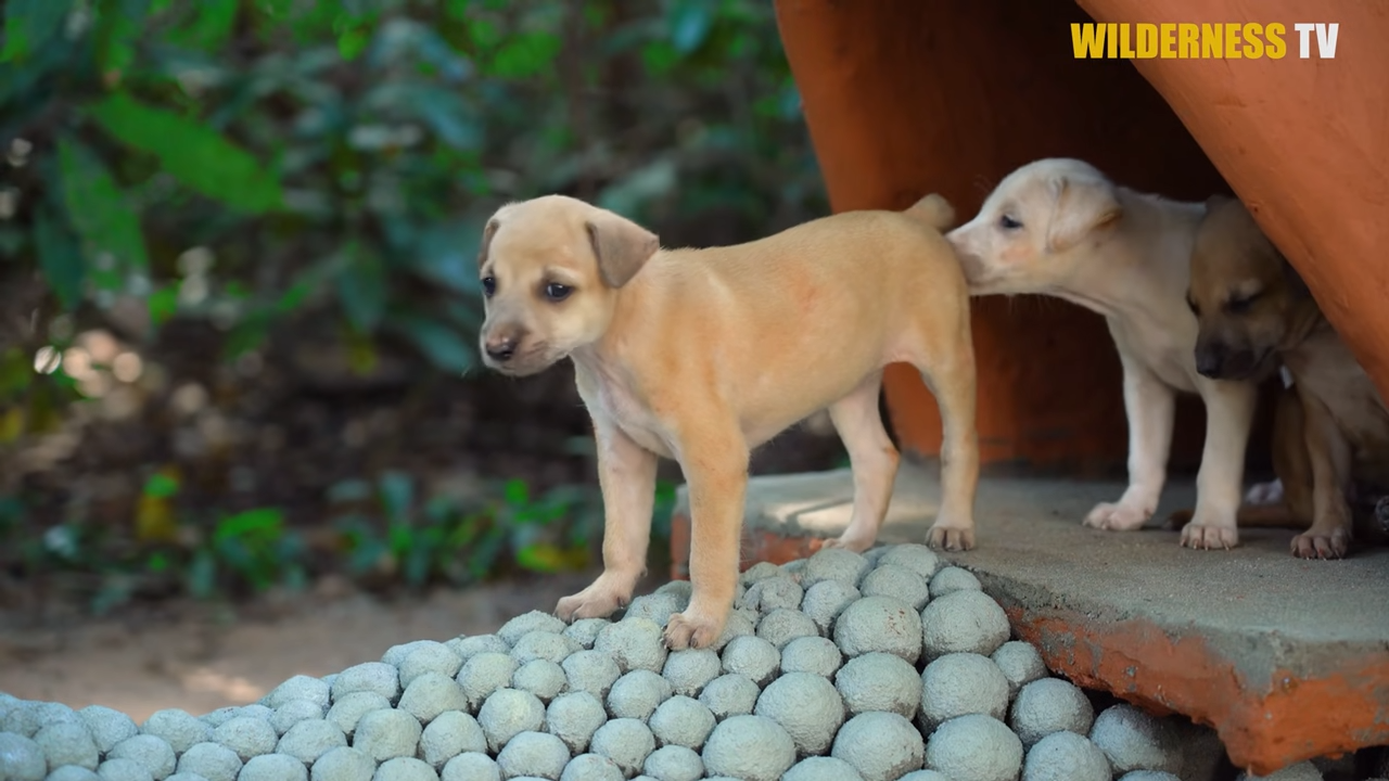 These rescue puppies were scared and alone – now they have a dream home