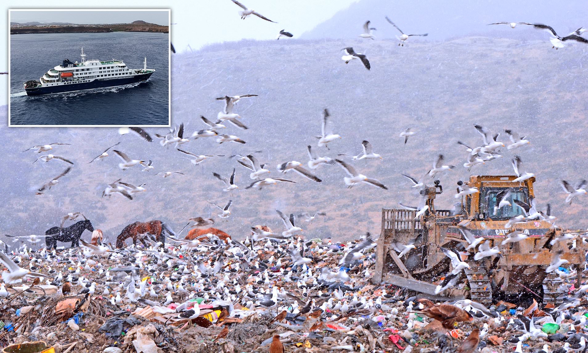 Rat virus death ship has only had social distancing for three days with ...