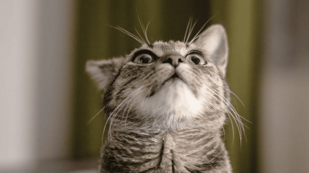 Don't cringe your kitty: 8 absolute no-gos for your cat, according to ...