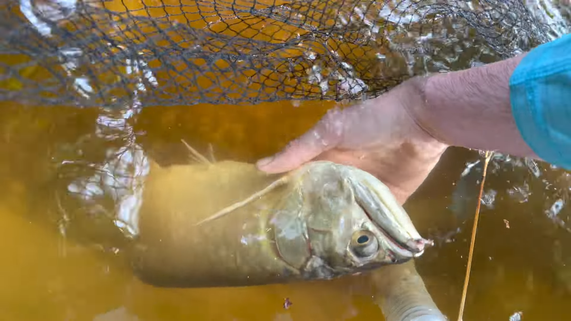 They thought the fish was finally safe until the storm hit