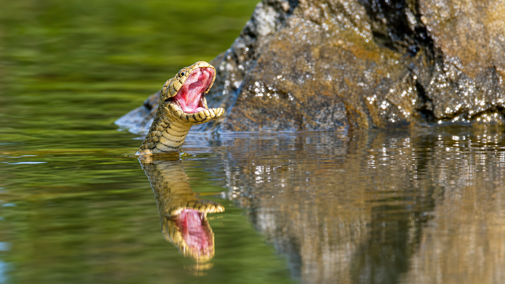 A snake breaks the surface in front of a hidden camera