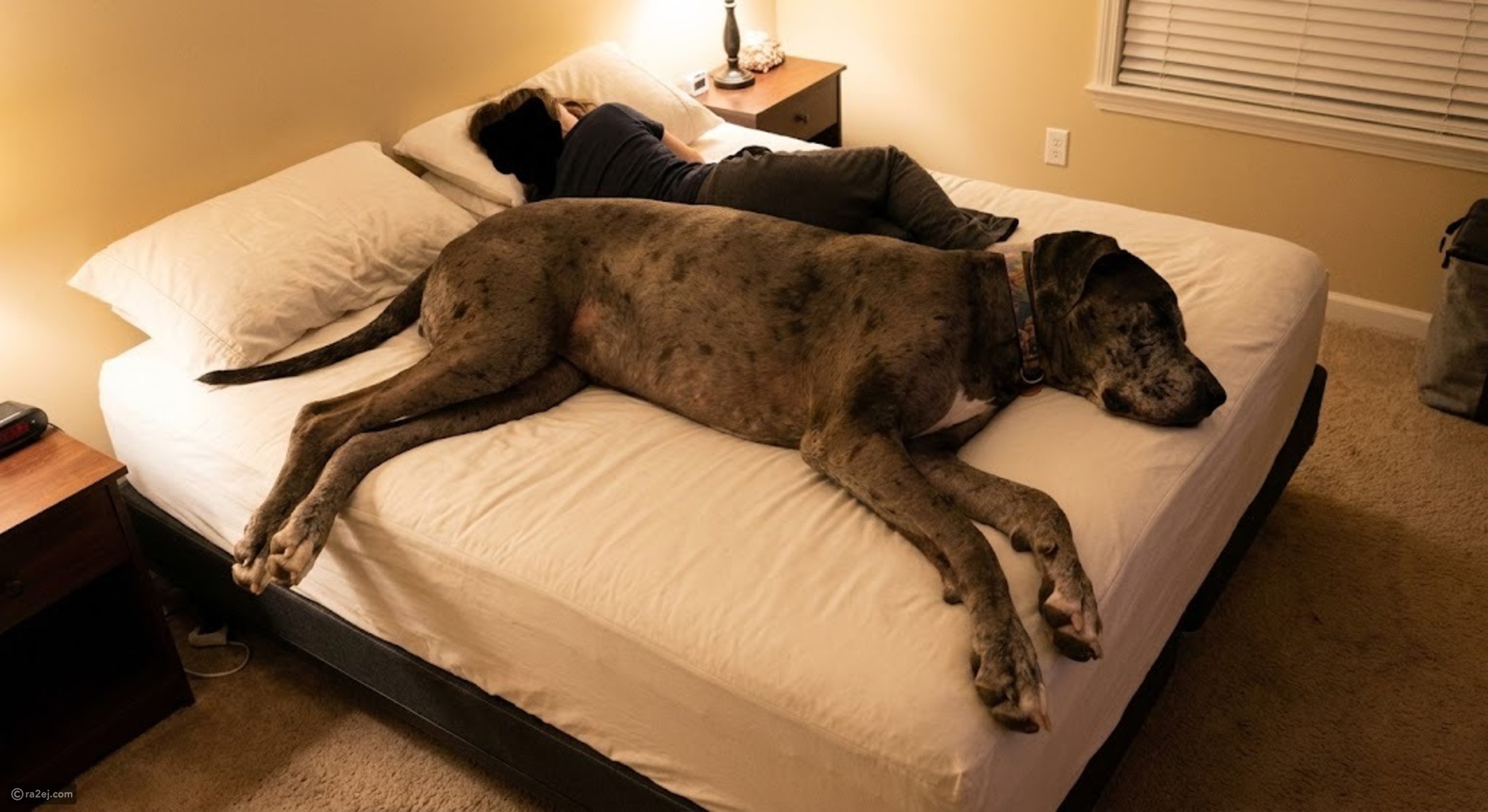 Never allow these dogs to sleep next to you — here’s why