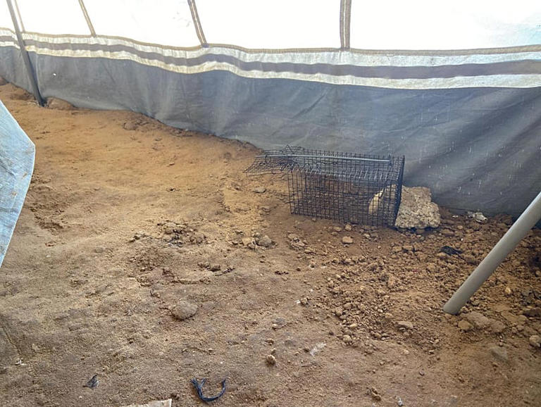 Nueva crisis sanitaria en Gaza: miles de roedores acosan a los ...