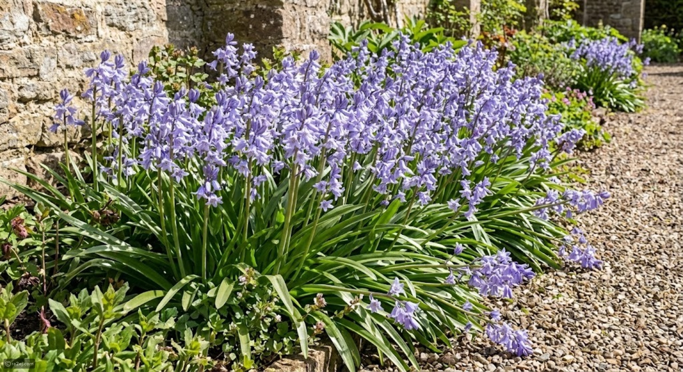 Urgent warning to anyone with bluebells in their garden