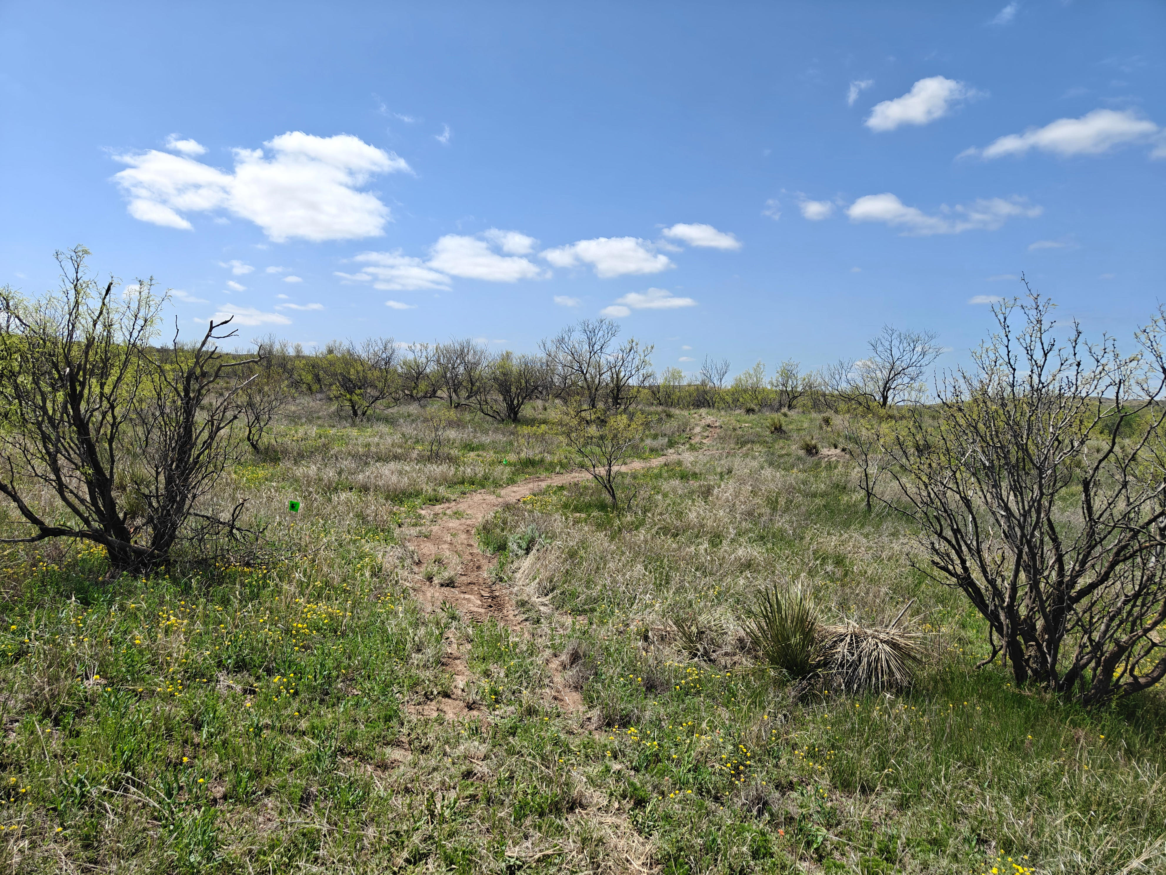 5 things to do in Amarillo this weekend