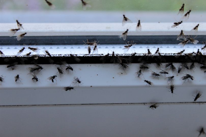 Stick a 99p vegetable at the window - and flies will keep away, expert says