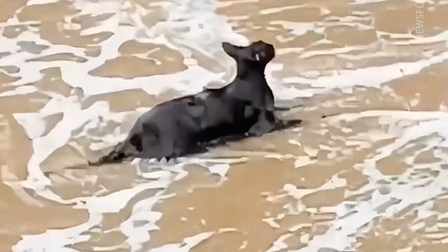 Drowning kitten gets rescued using a clever plan