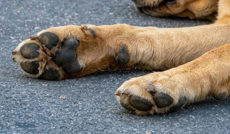 El desgarrador caso de Zafiro: la perrita que superó años de maltrato ...
