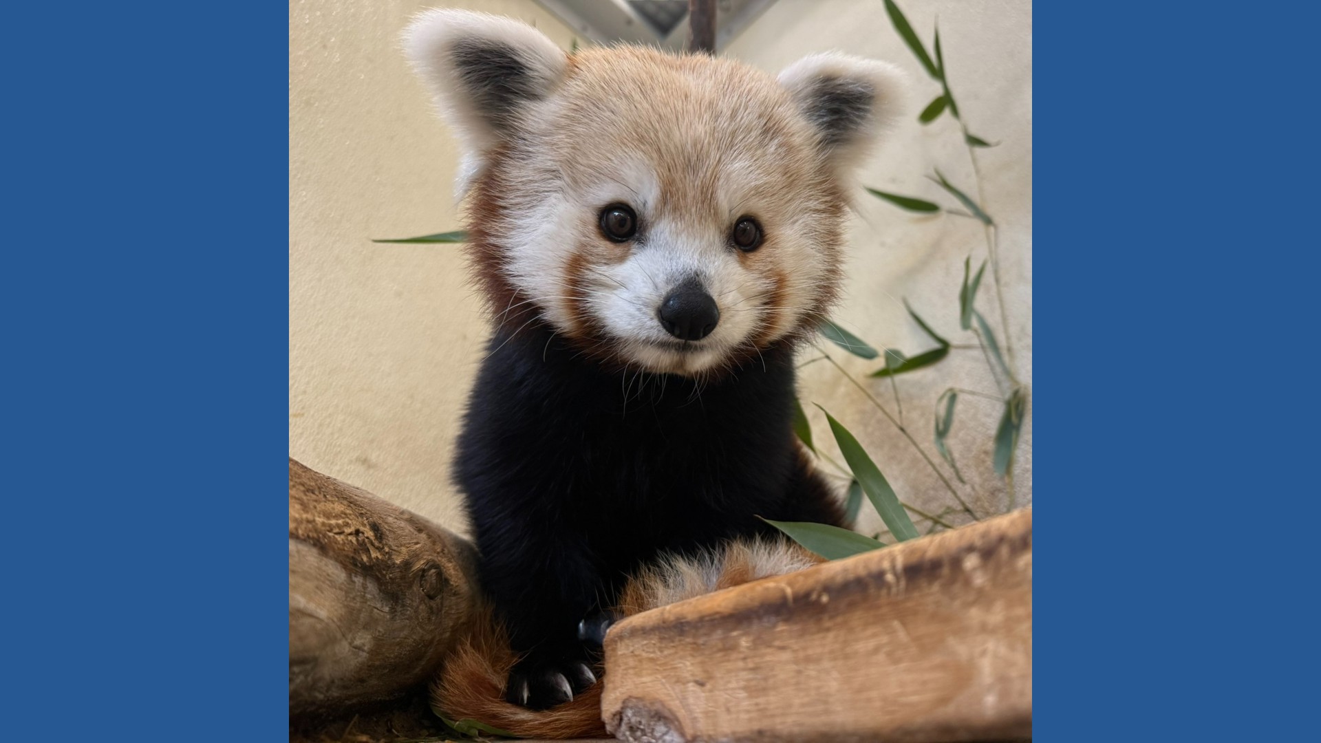 National Zoo officials looking into the mysterious death of a red panda