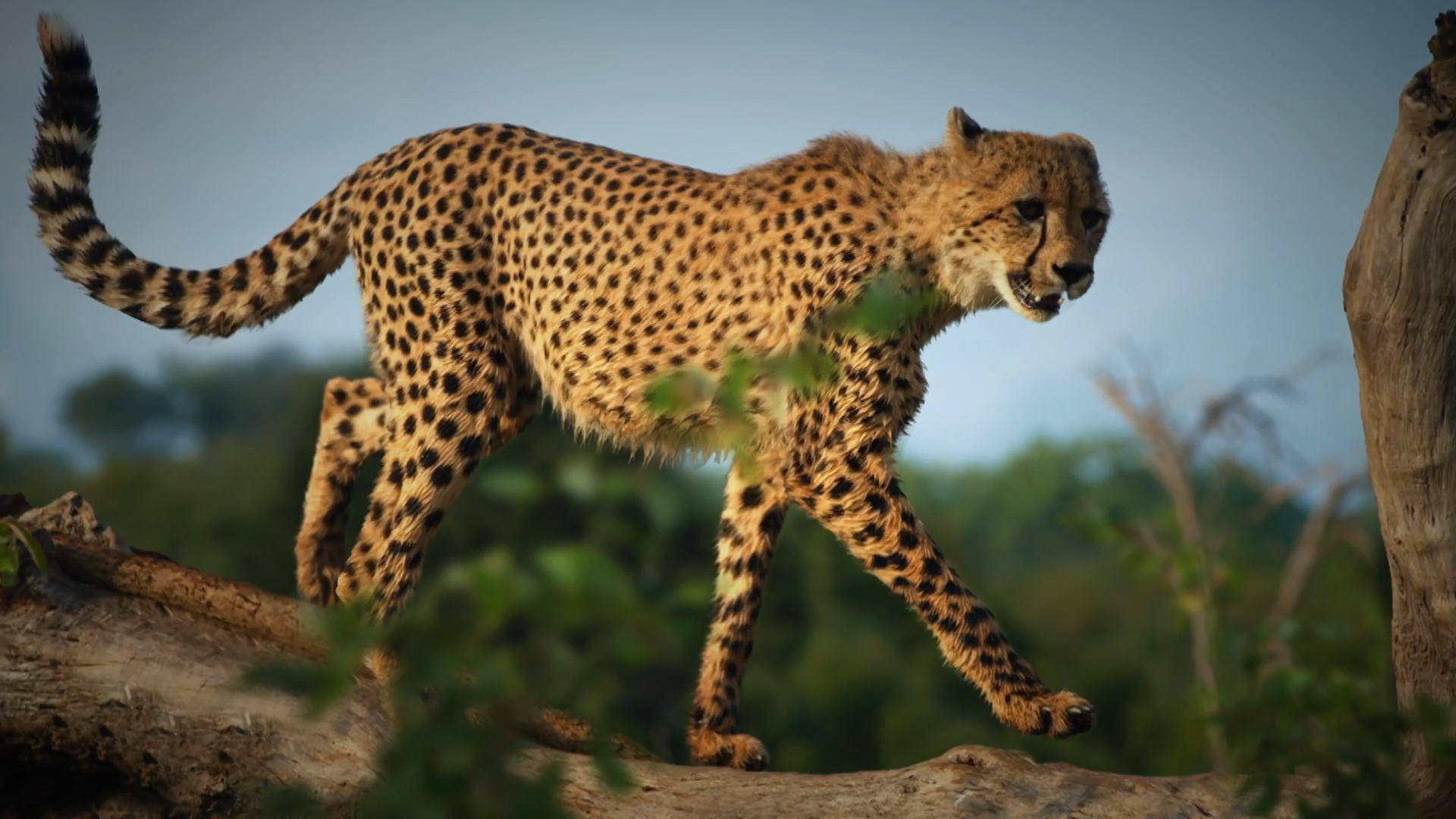 Watch what happens when a cheetah risks death every time it hunts