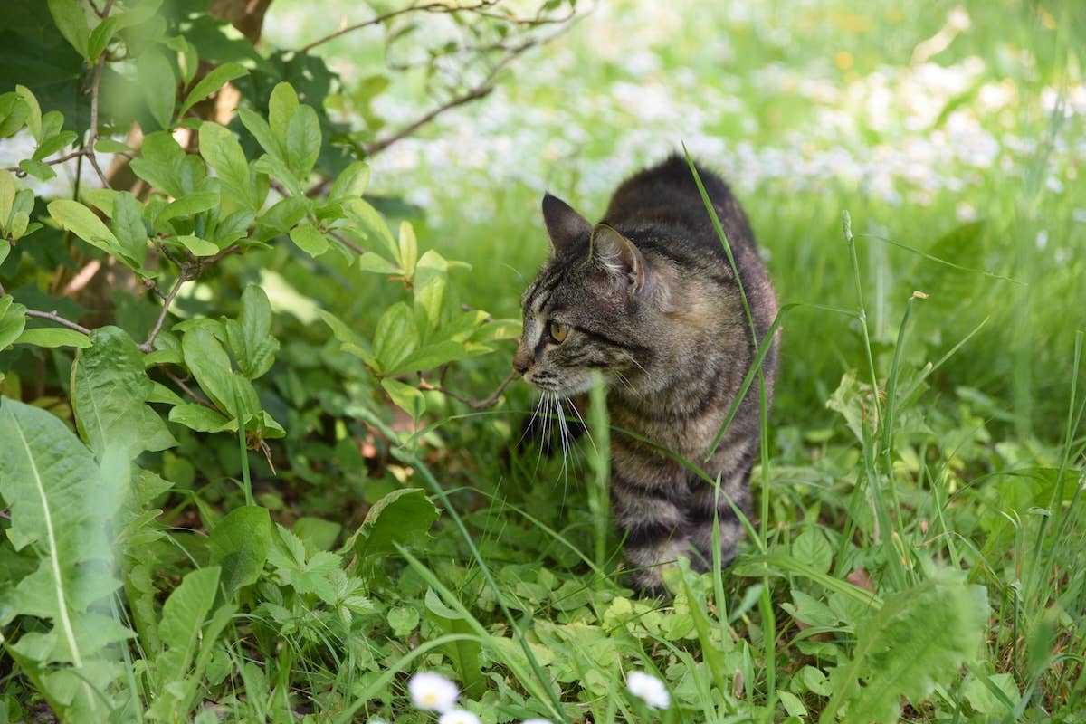 This cat protects her toddler by calling her back home