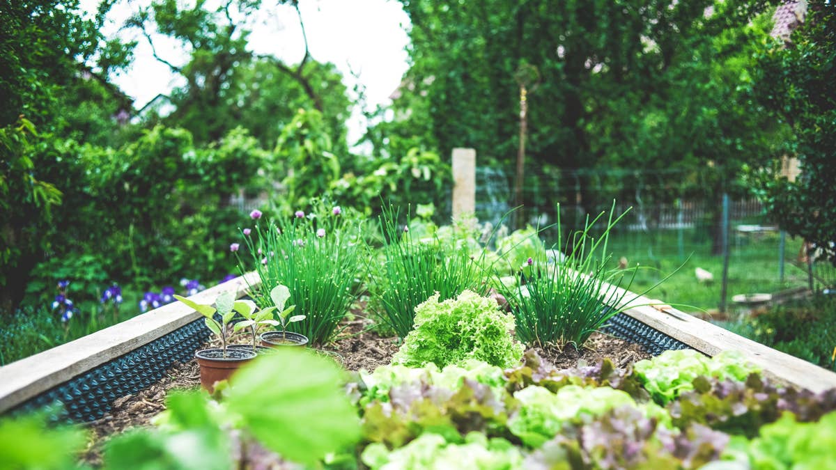 10 vegetables you can grow in part shade