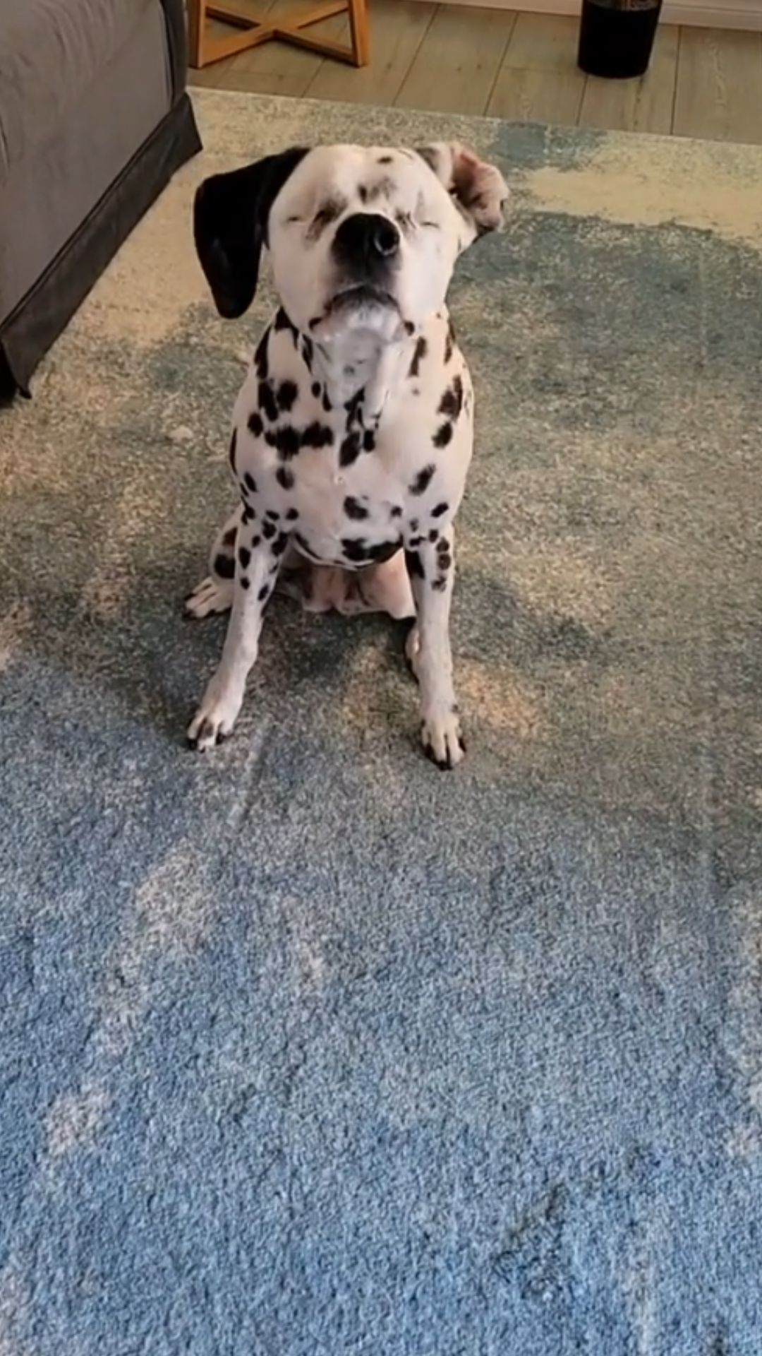 This sweet Dalmatian moment is pure happiness