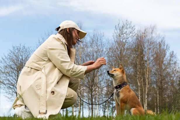 Why dogs change personality around certain people suddenly